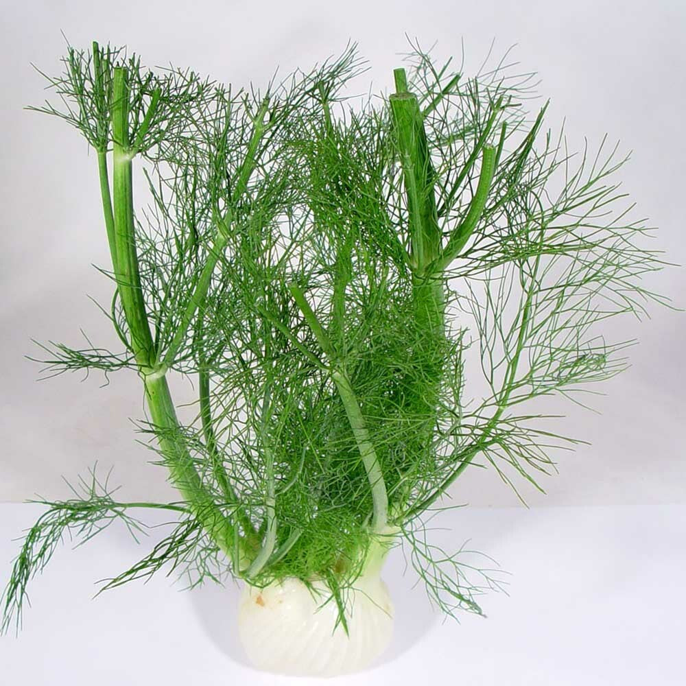 Anise Flavor Concentrate, Natural – Nature's Flavors