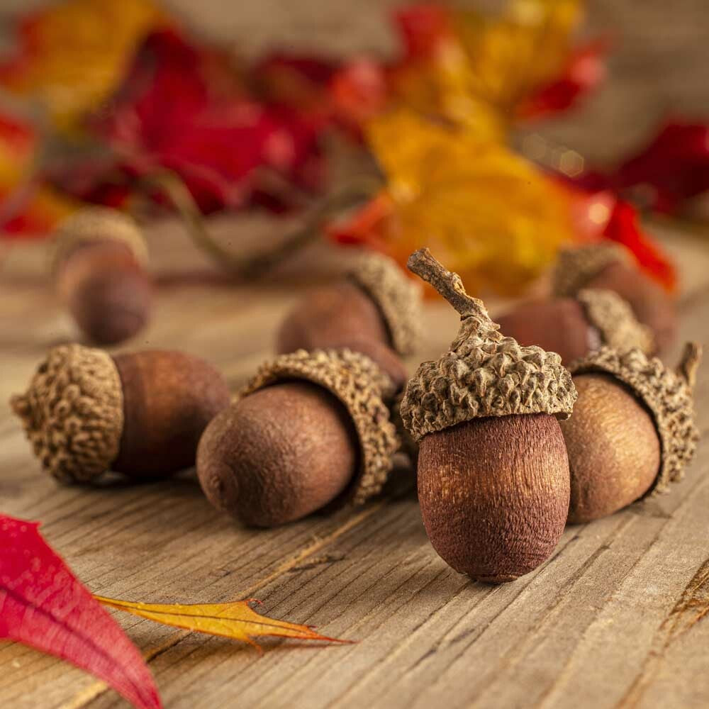 Acorn Flavored Powder, Natural - Bulk – Nature's Flavors