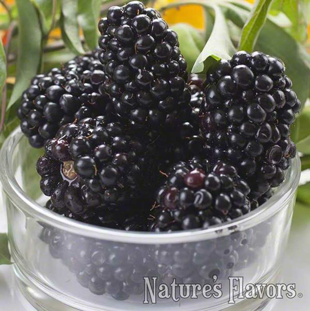 Organic Black Raspberry Flavor Concentrate – Nature's Flavors