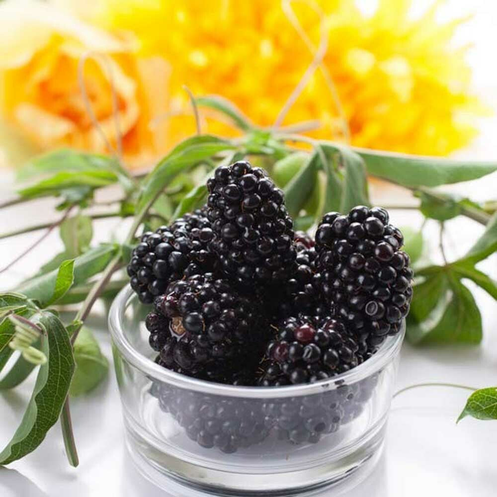 Organic Blackberry Flavor Extract Without Diacetyl – Nature's Flavors