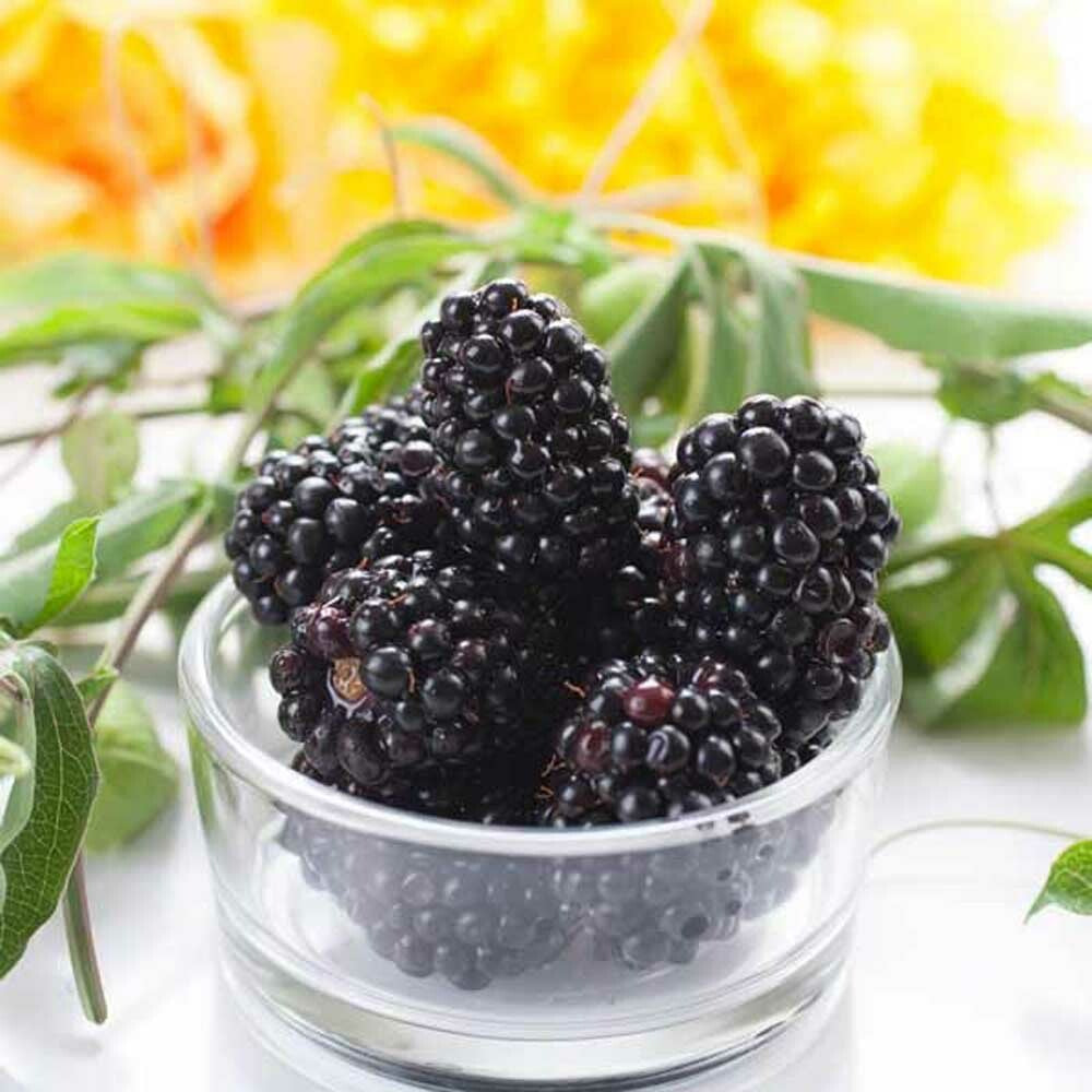 Organic Blackberry Coffee and Tea Flavoring Without Diacetyl - Bulk ...