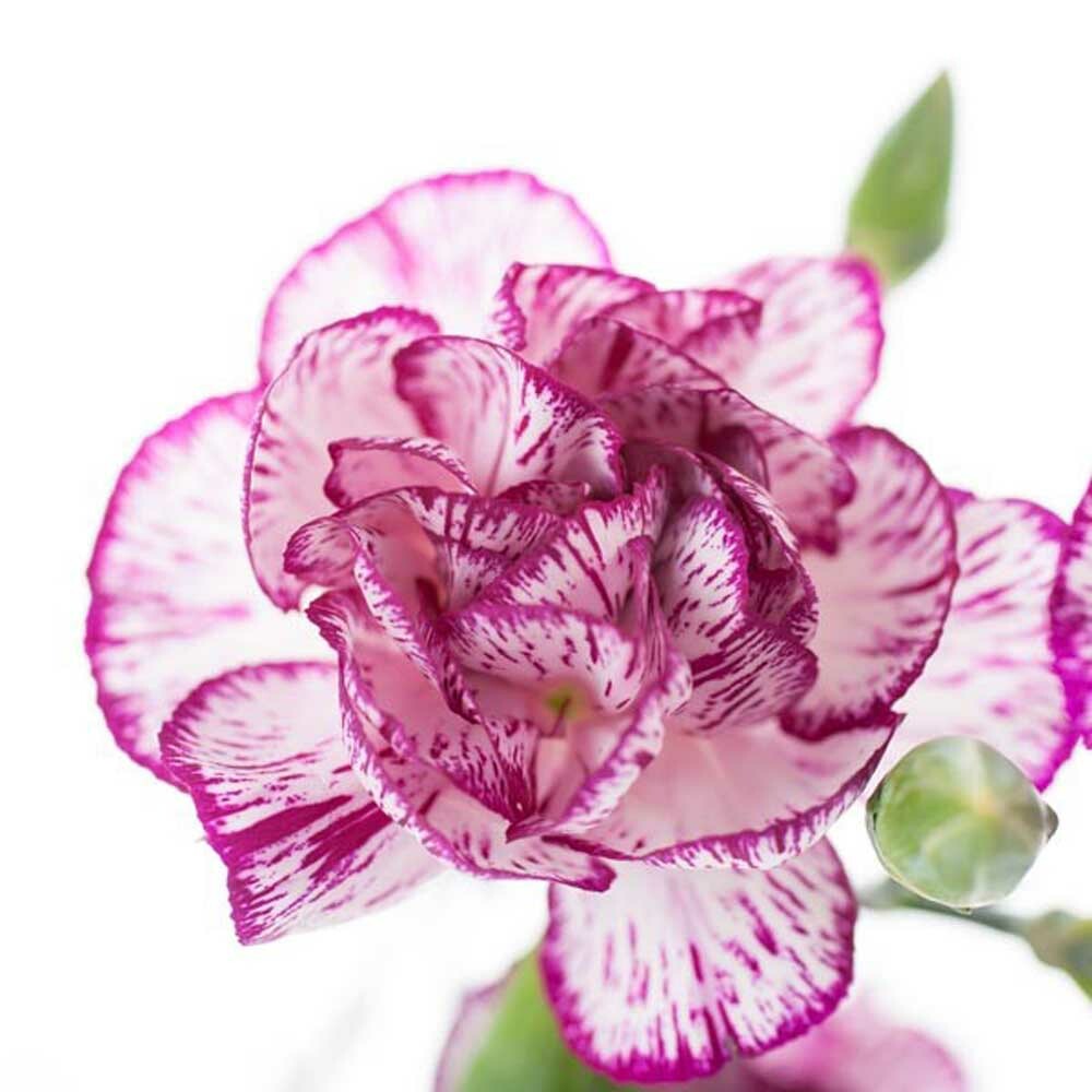 Carnation Fragrance Emulsion (Water Soluble) – Nature's Flavors