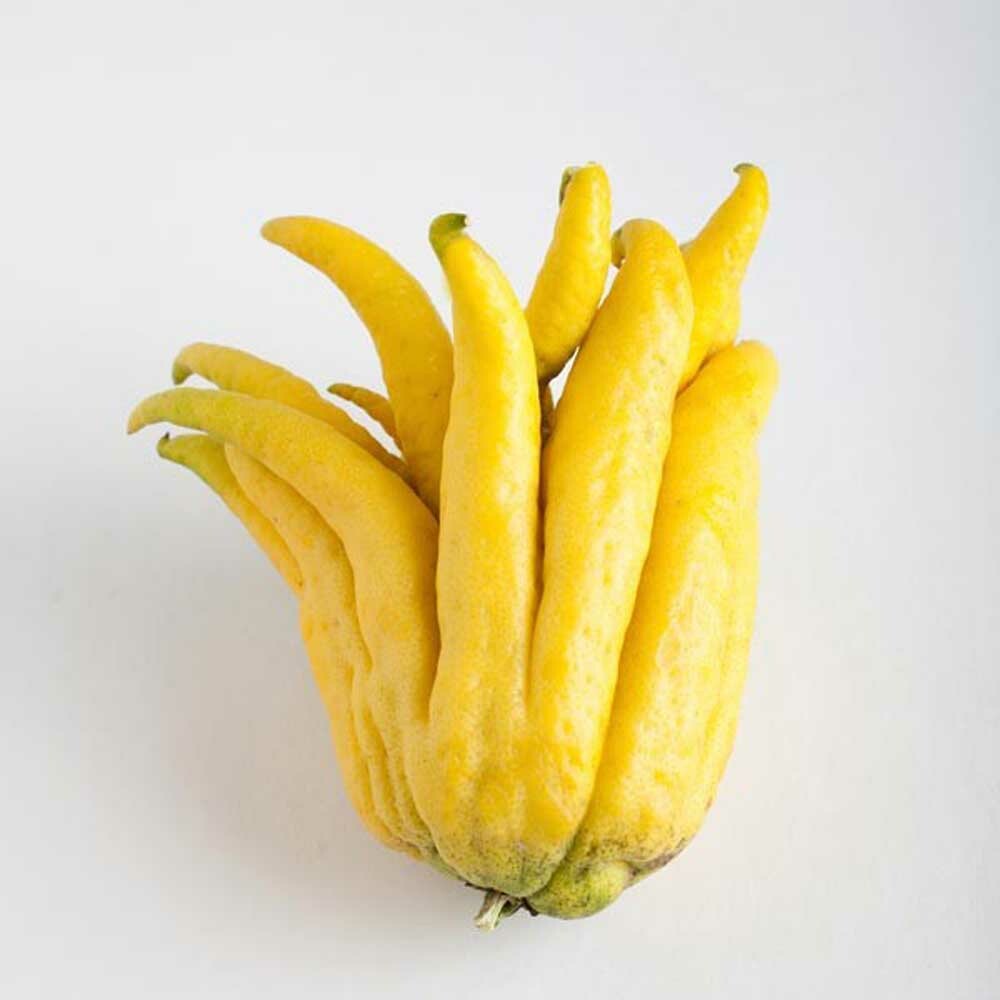 Organic Citron Flavor Concentrate – Nature's Flavors