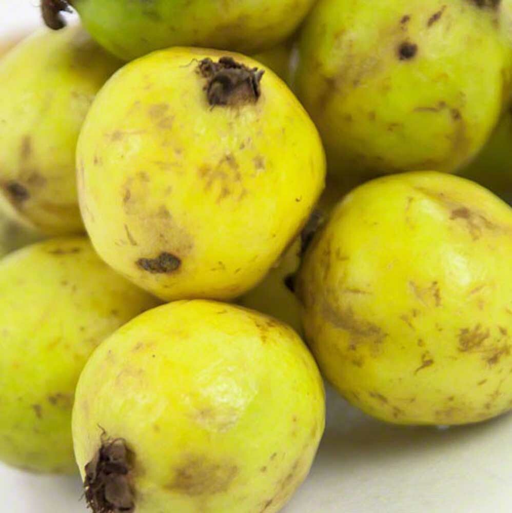Guava Syrup, Natural - Bulk – Nature's Flavors