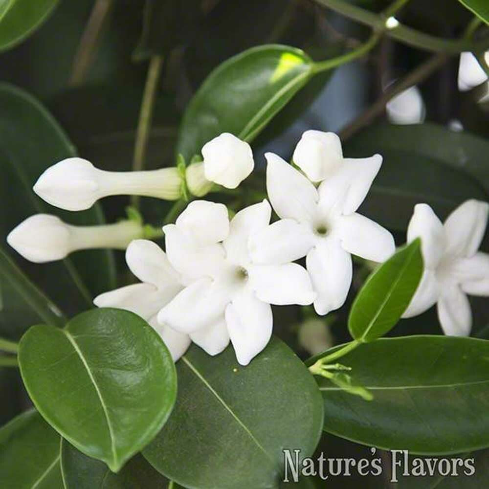 Organic Jasmine Flavor Concentrate – Nature's Flavors