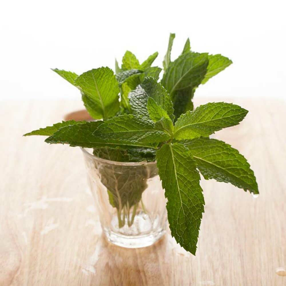 Mint Snow Cone Syrup, Organic – Nature's Flavors