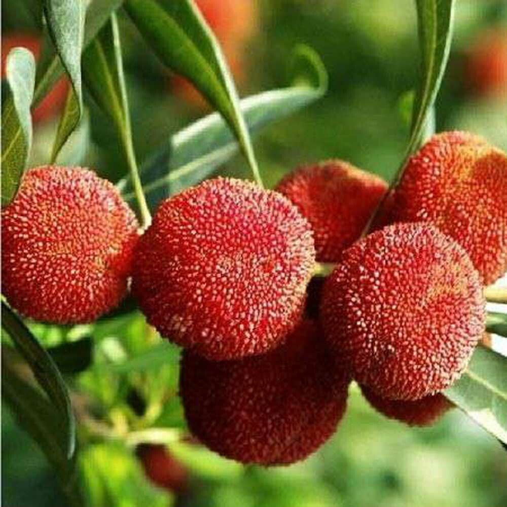 Organic Bayberry Fragrance Powder – Nature's Flavors