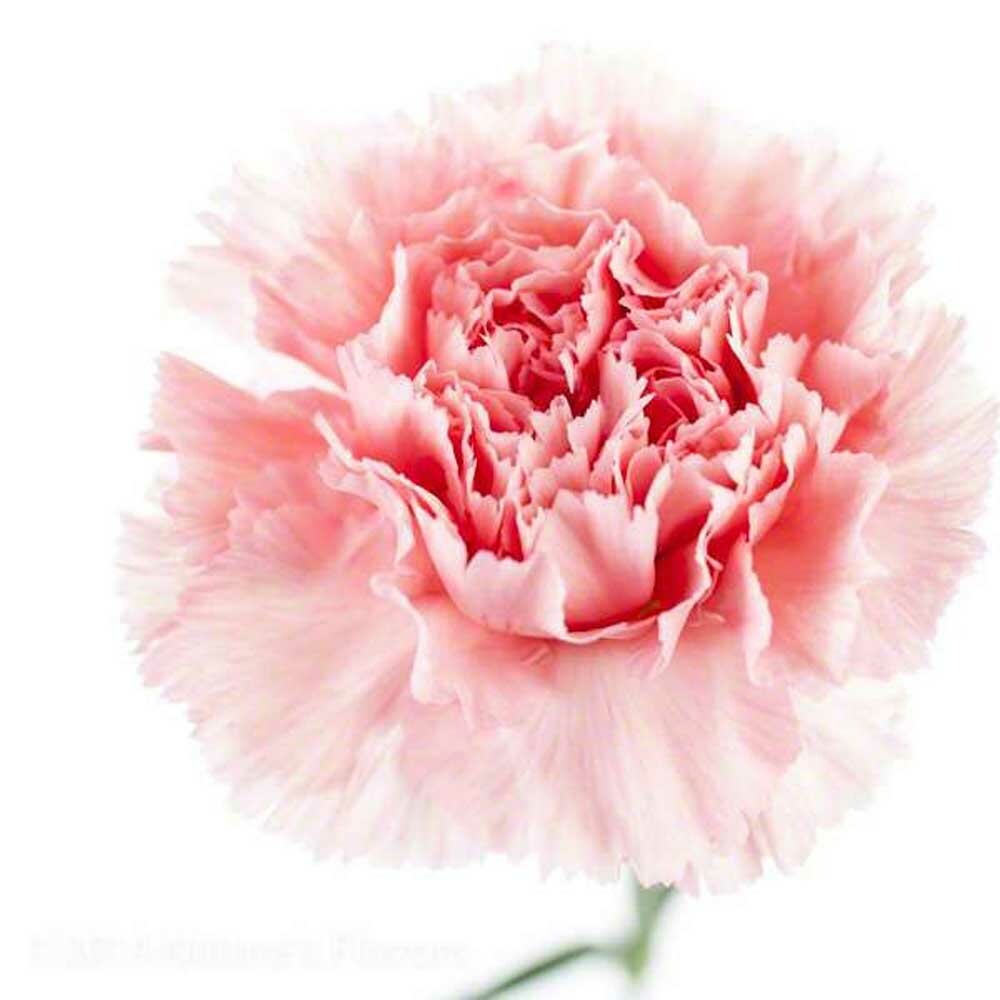 Organic Carnation Fragrance Powder - Bulk – Nature's Flavors