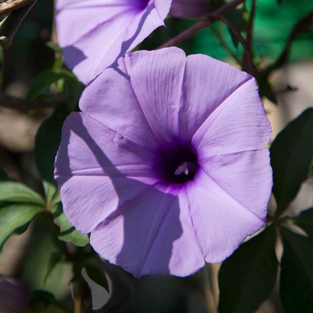 Organic Morning Glory Fragrance Emulsion (Water Soluble) – Nature's Flavors