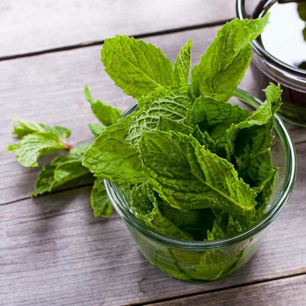 Peppermint Fragrance Emulsion (Water Soluble) - Bulk – Nature's Flavors