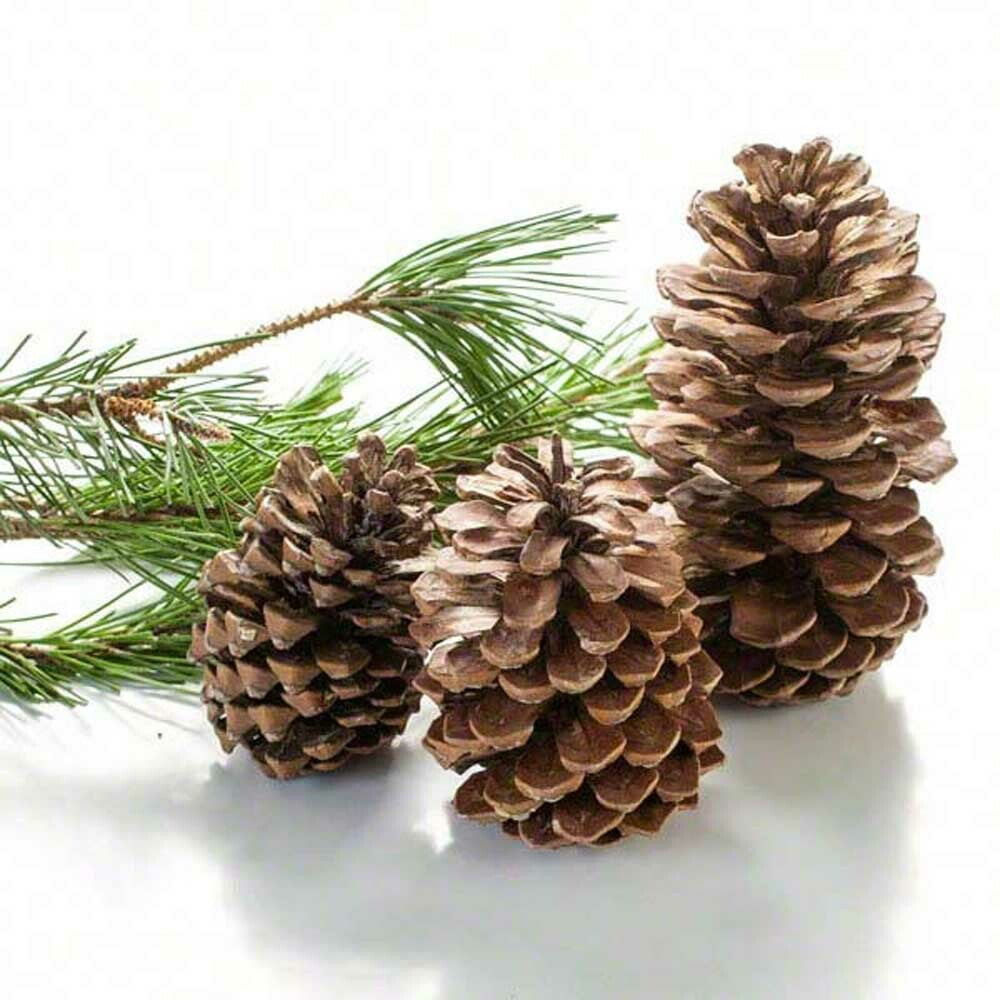 Pine Nut Flavor Concentrate, Natural - Bulk – Nature's Flavors
