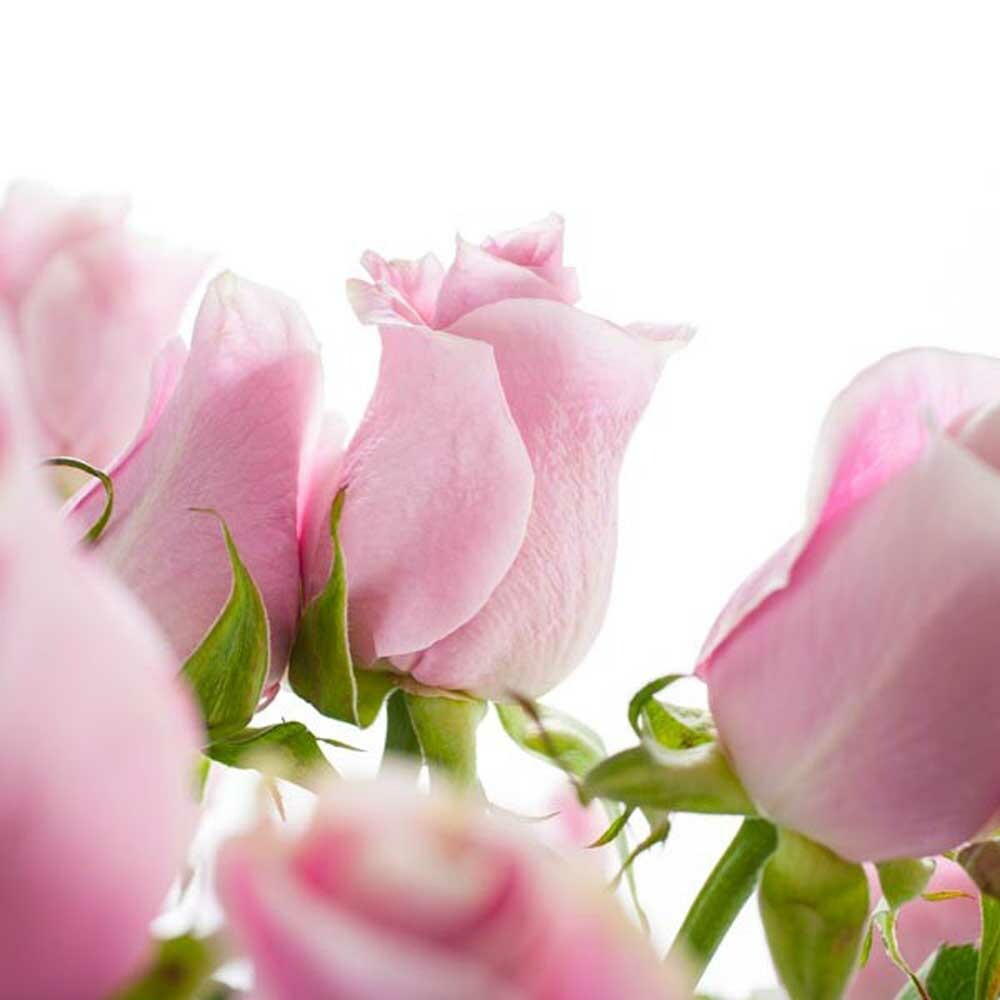 Rose Cotton Candy (Ready to Eat) - Bulk – Nature's Flavors