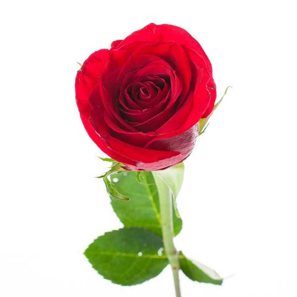 Organic Rose Flavor Oil For Chocolate – Nature's Flavors