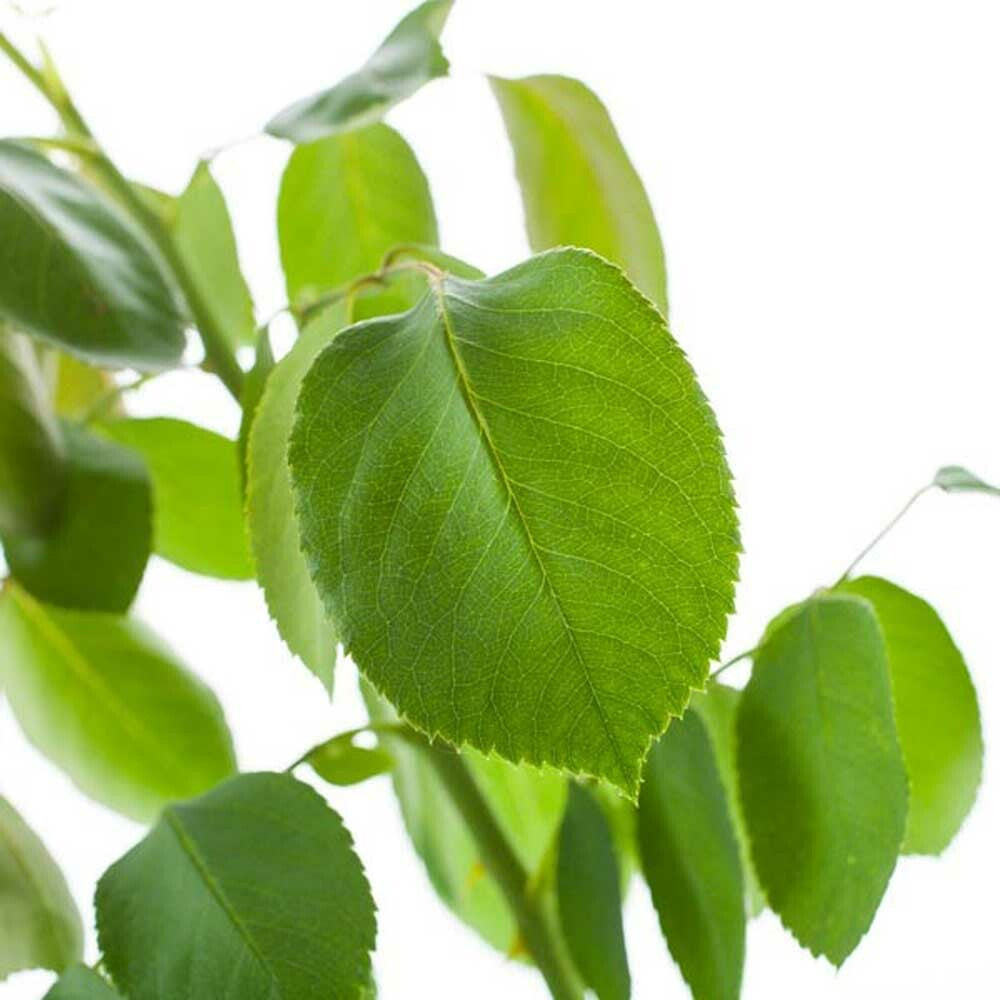 Organic Sassafras Flavor Oil For Chocolate – Nature's Flavors