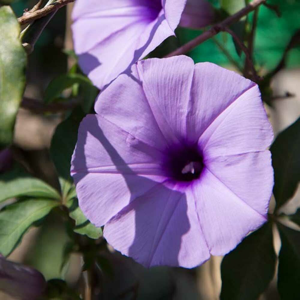 Organic Violet Flavor Oil For Chocolate - Bulk – Nature's Flavors